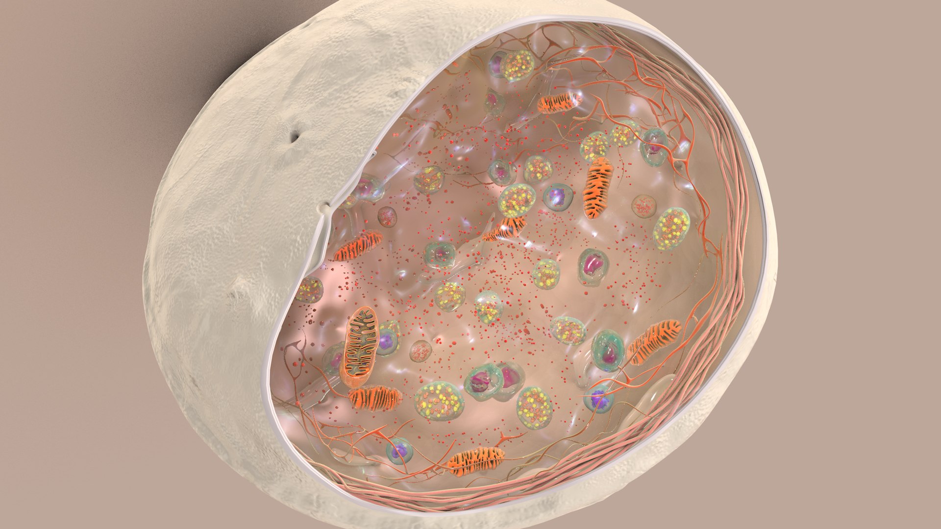 Platelet membrane glycogen 3D - TurboSquid 1504500