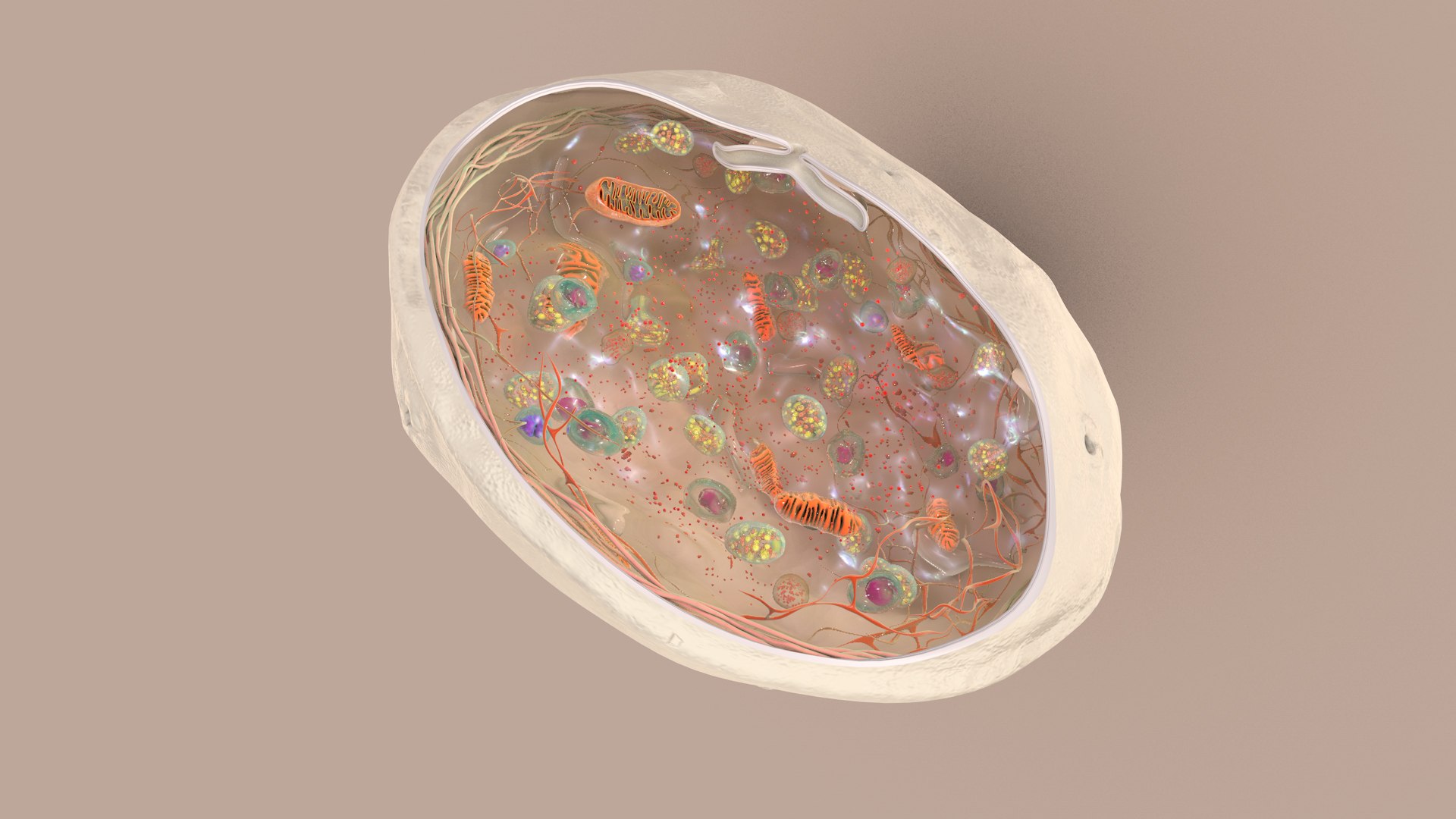 Platelet Membrane Glycogen 3D - TurboSquid 1504500