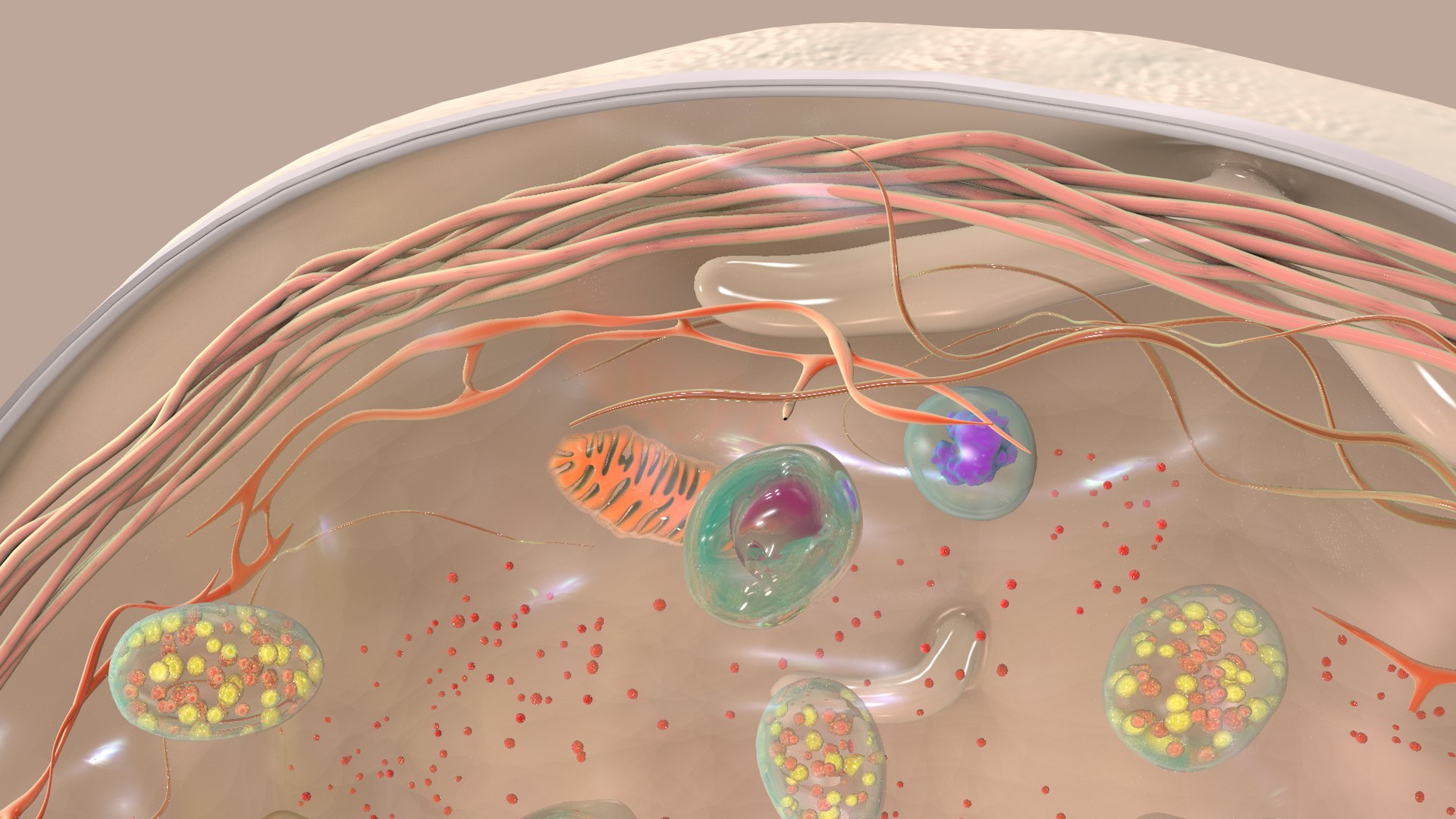 Platelet membrane glycogen 3D - TurboSquid 1504500