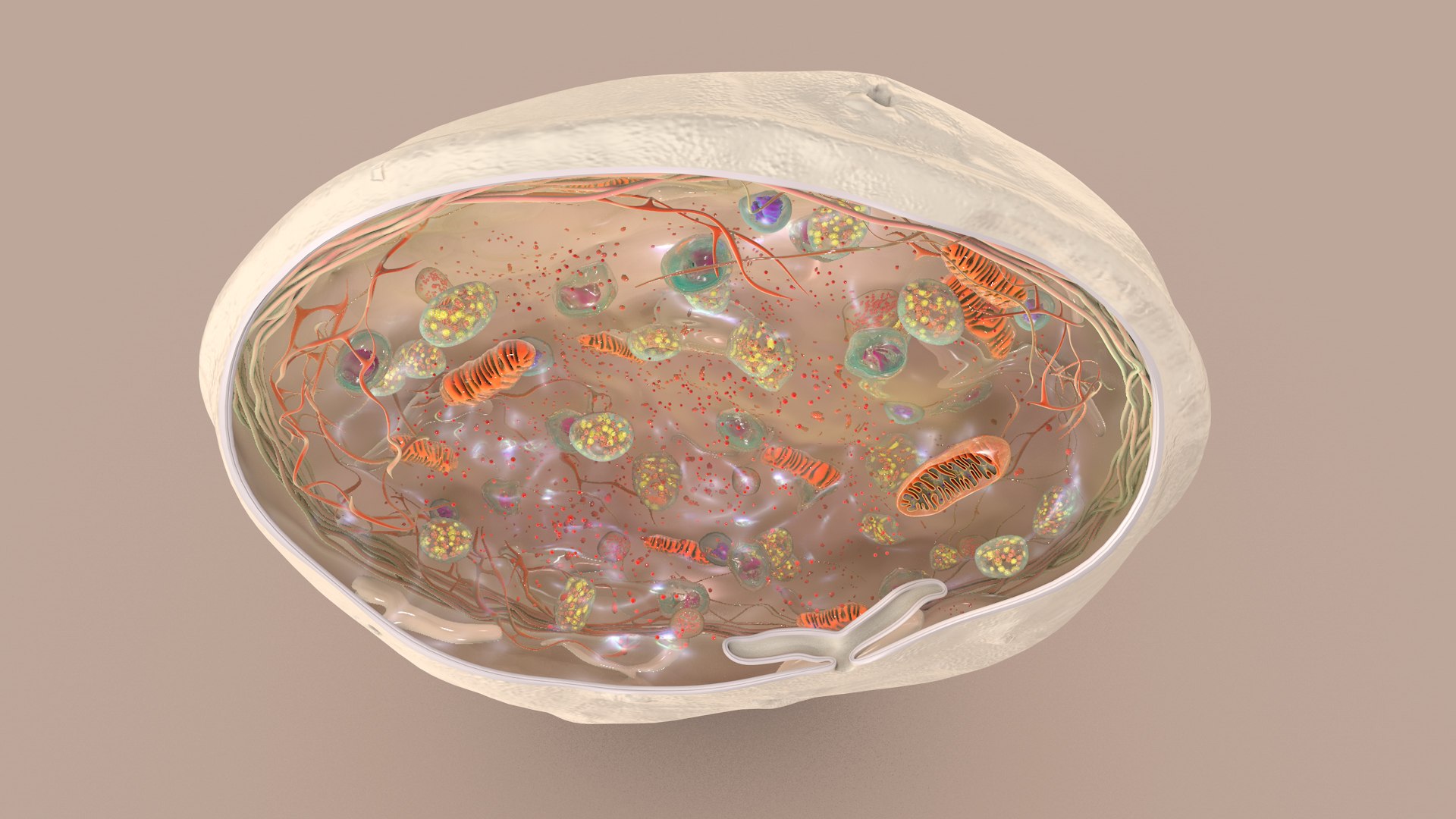 Platelet Membrane Glycogen 3D - TurboSquid 1504500