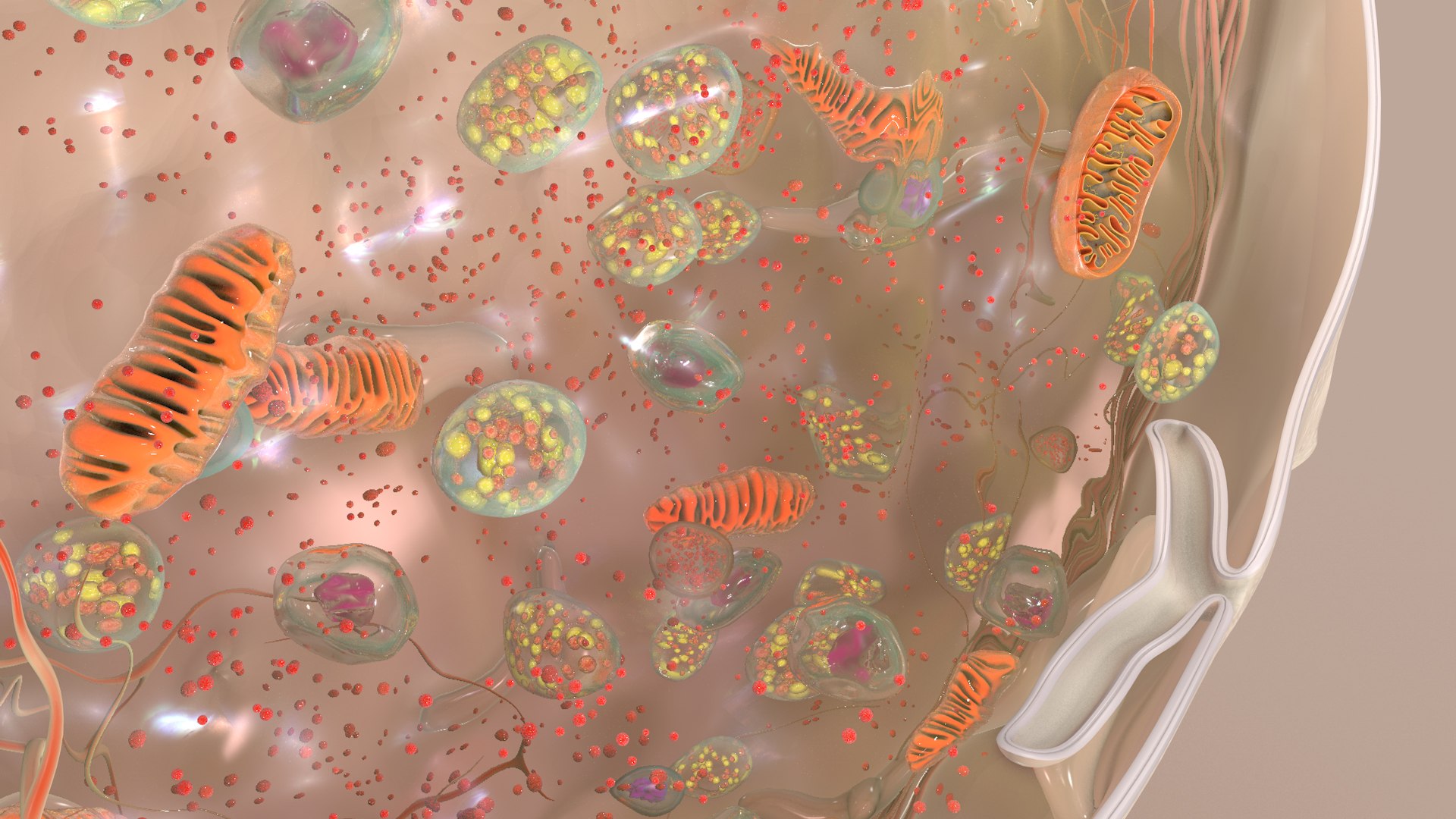 Platelet membrane glycogen 3D - TurboSquid 1504500