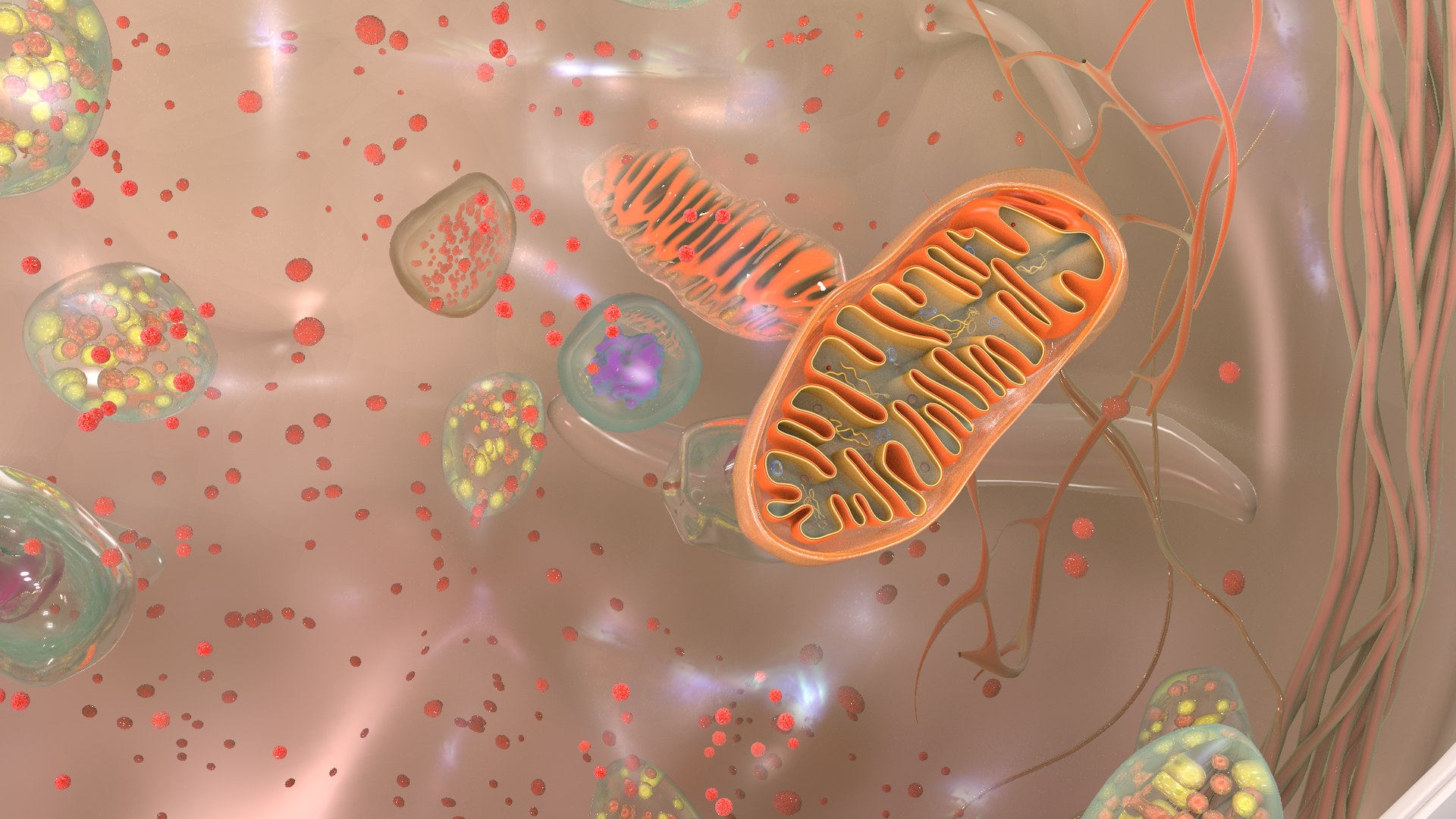 Platelet membrane glycogen 3D - TurboSquid 1504500