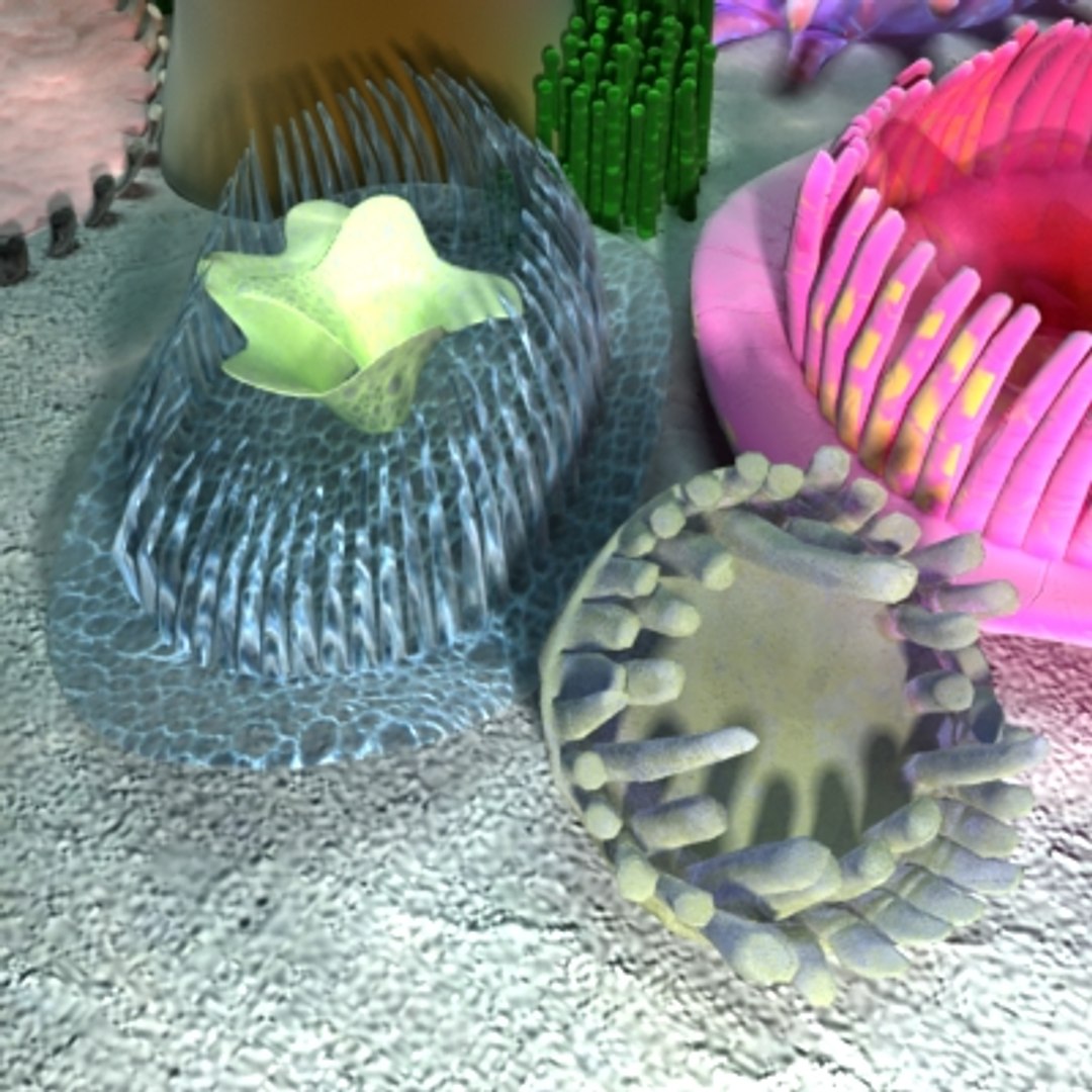 3ds Max Set Actinias