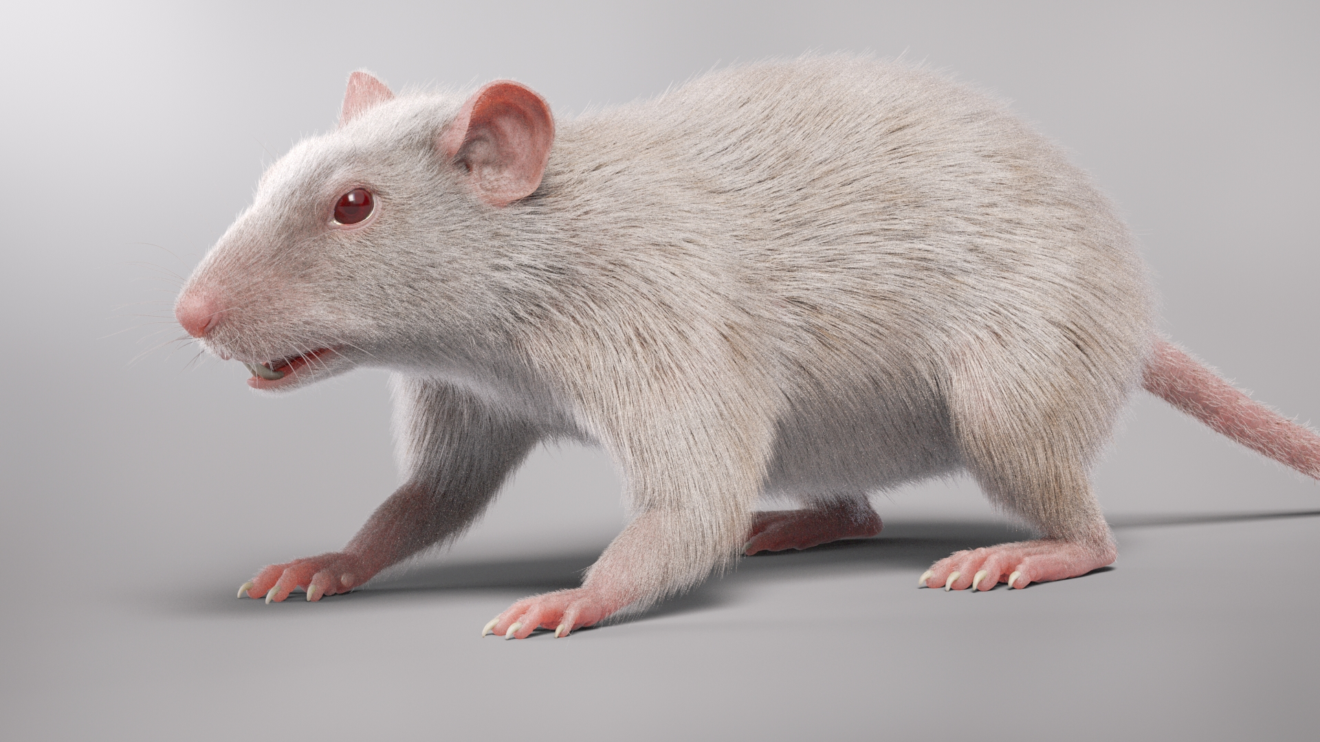 Rat White Fur 3D Model - TurboSquid 1671242