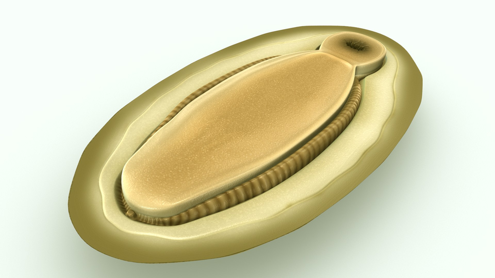 3d Chitons Model