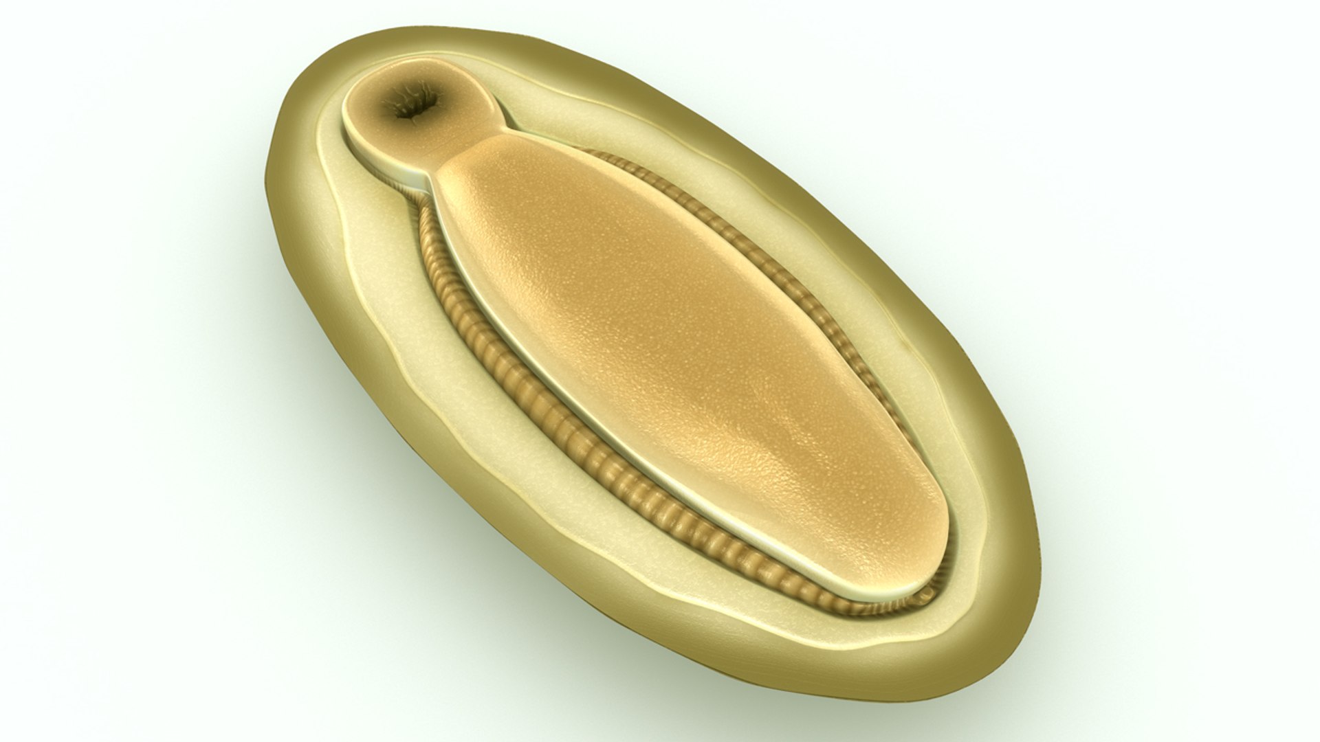 3d Chitons Model