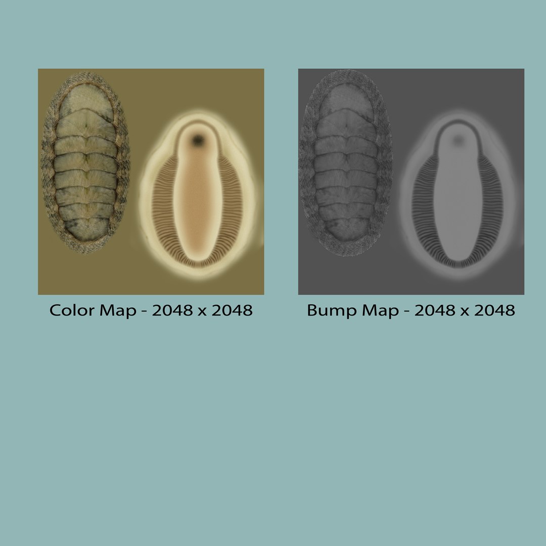 3d Chitons Model