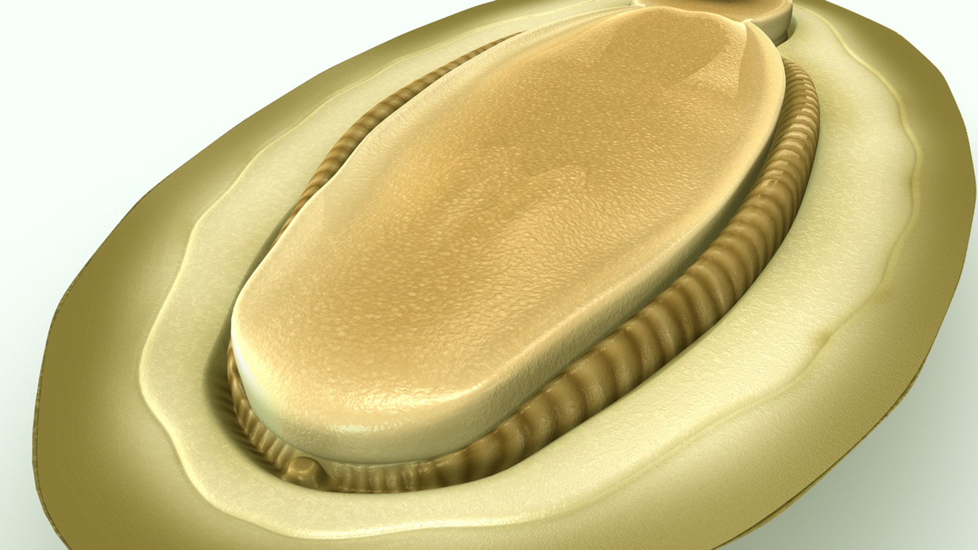 3d Chitons Model