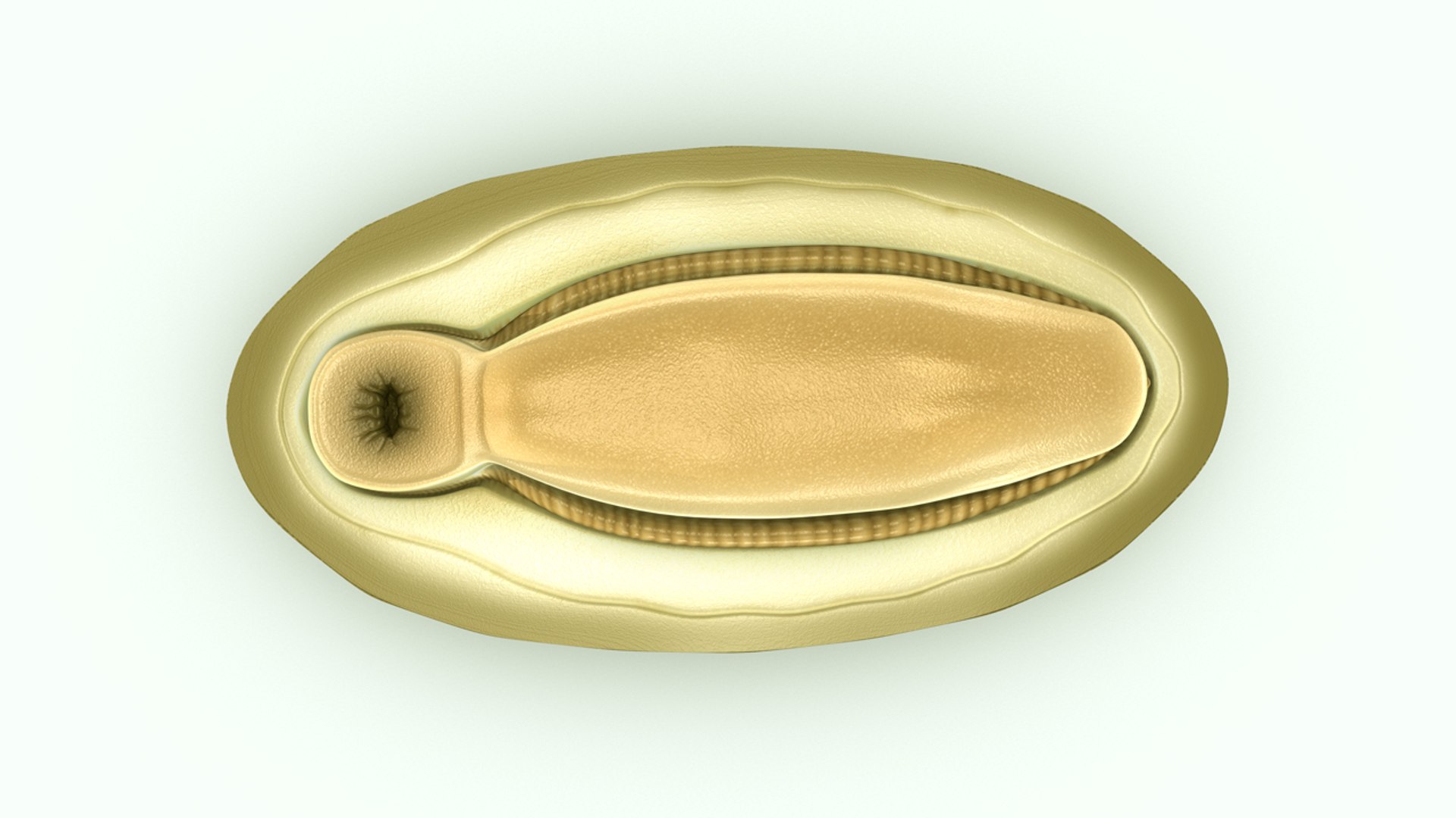 3d Chitons Model