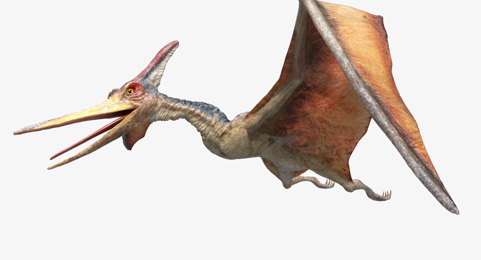 Pteranodon Rigged Obj