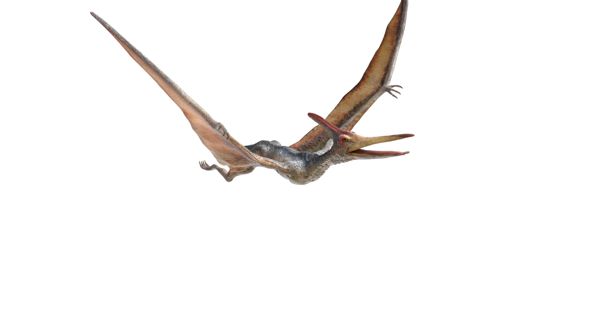 Pteranodon Rigged Obj