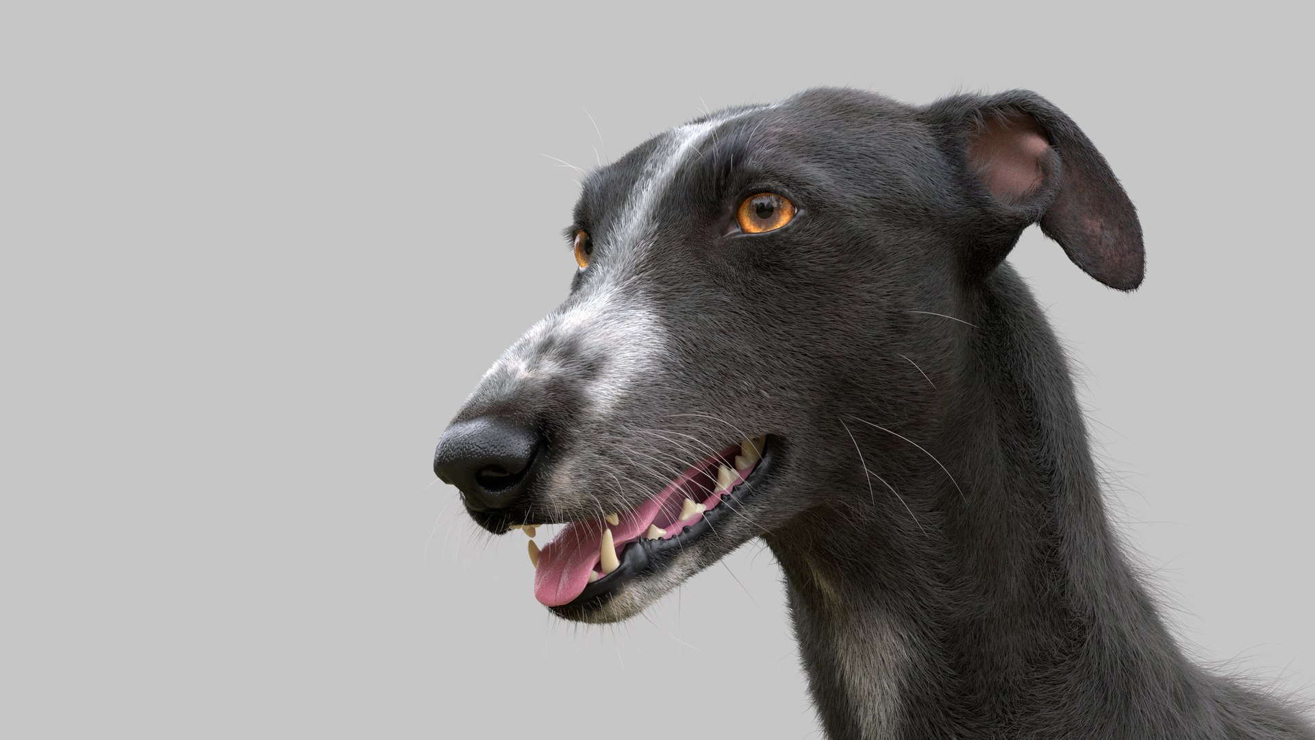 3D Model Realistic Greyhound Fur - TurboSquid 1545570
