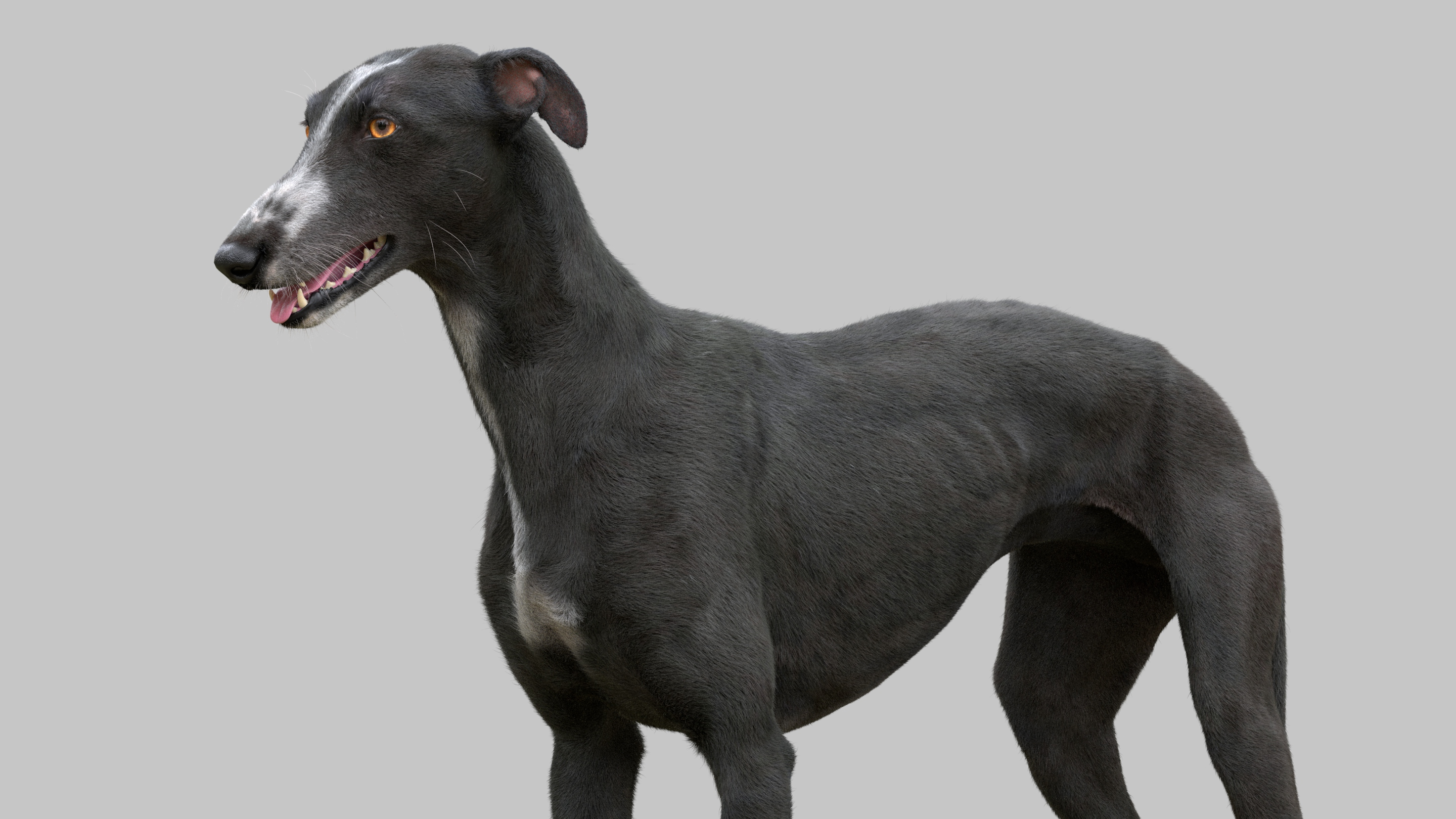 3D model realistic greyhound fur - TurboSquid 1545570
