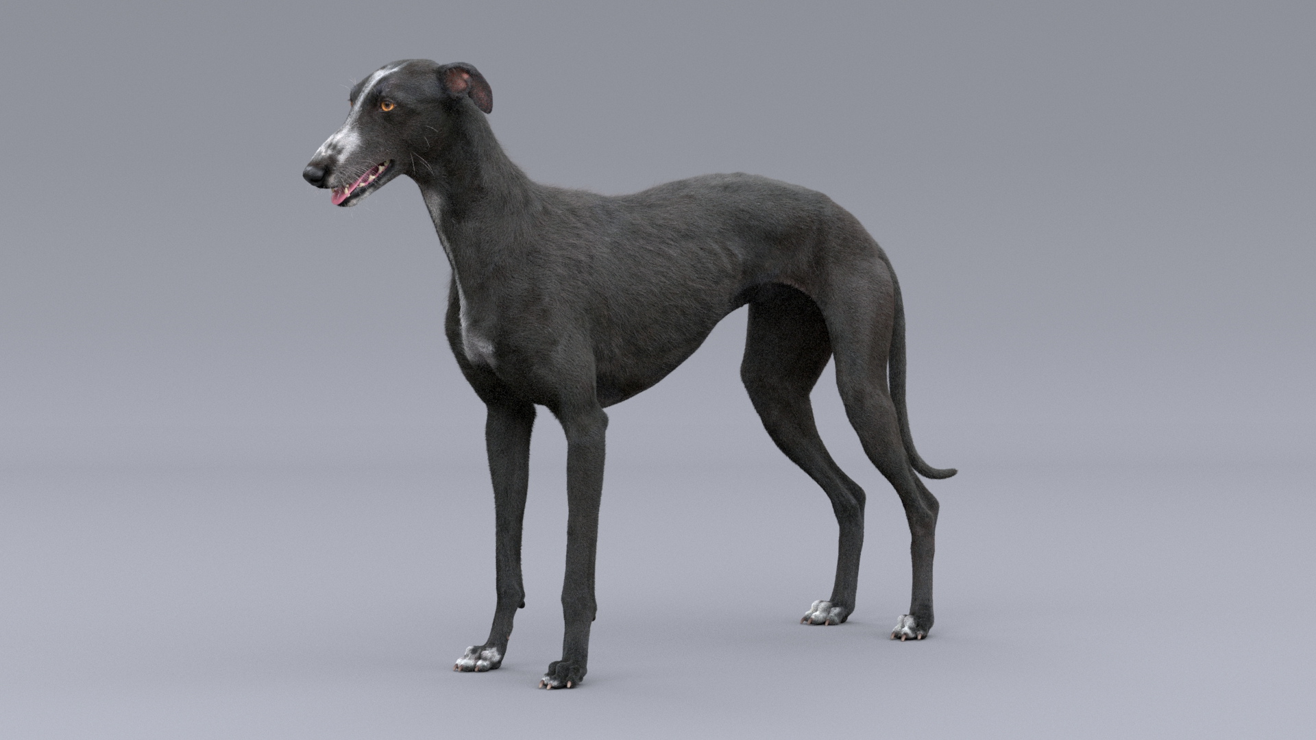 3D Model Realistic Greyhound Fur - TurboSquid 1545570