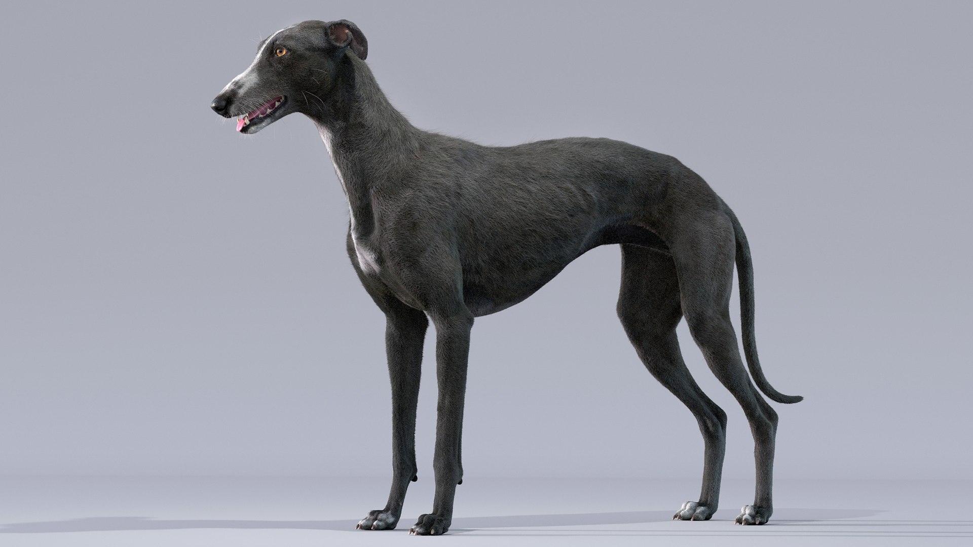 3D Model Realistic Greyhound Fur - TurboSquid 1545570