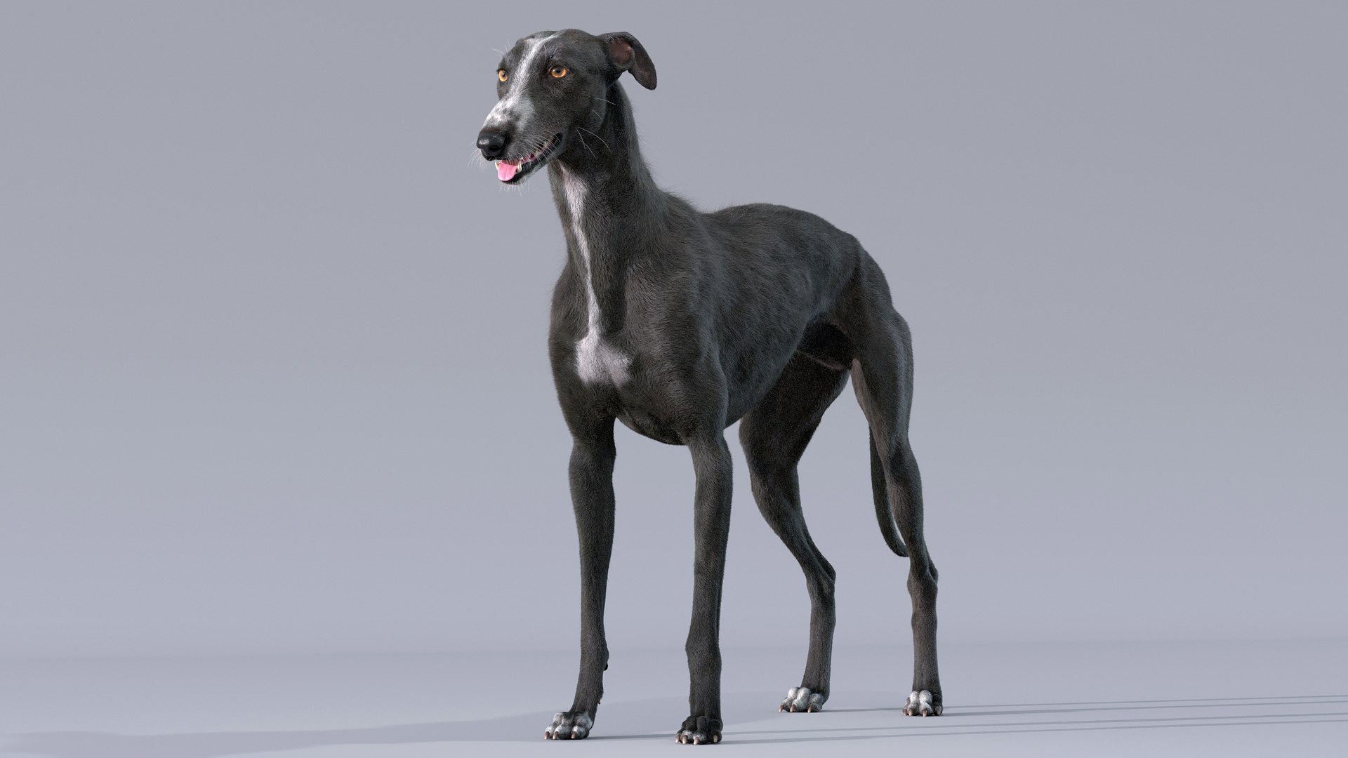 3D Model Realistic Greyhound Fur - TurboSquid 1545570