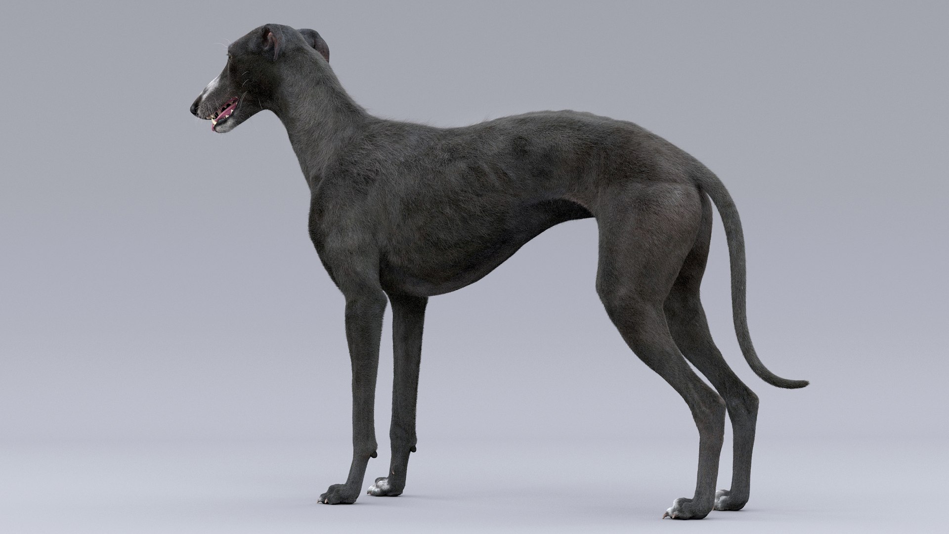 3D Model Realistic Greyhound Fur - TurboSquid 1545570