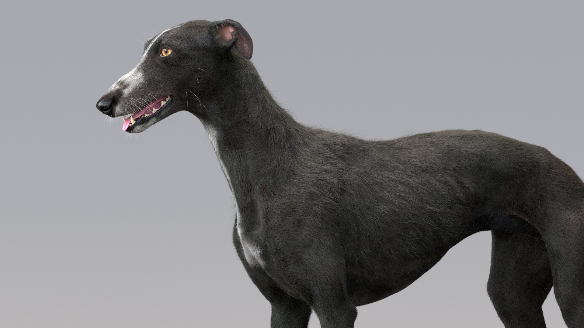 3D Model Realistic Greyhound Fur - TurboSquid 1545570