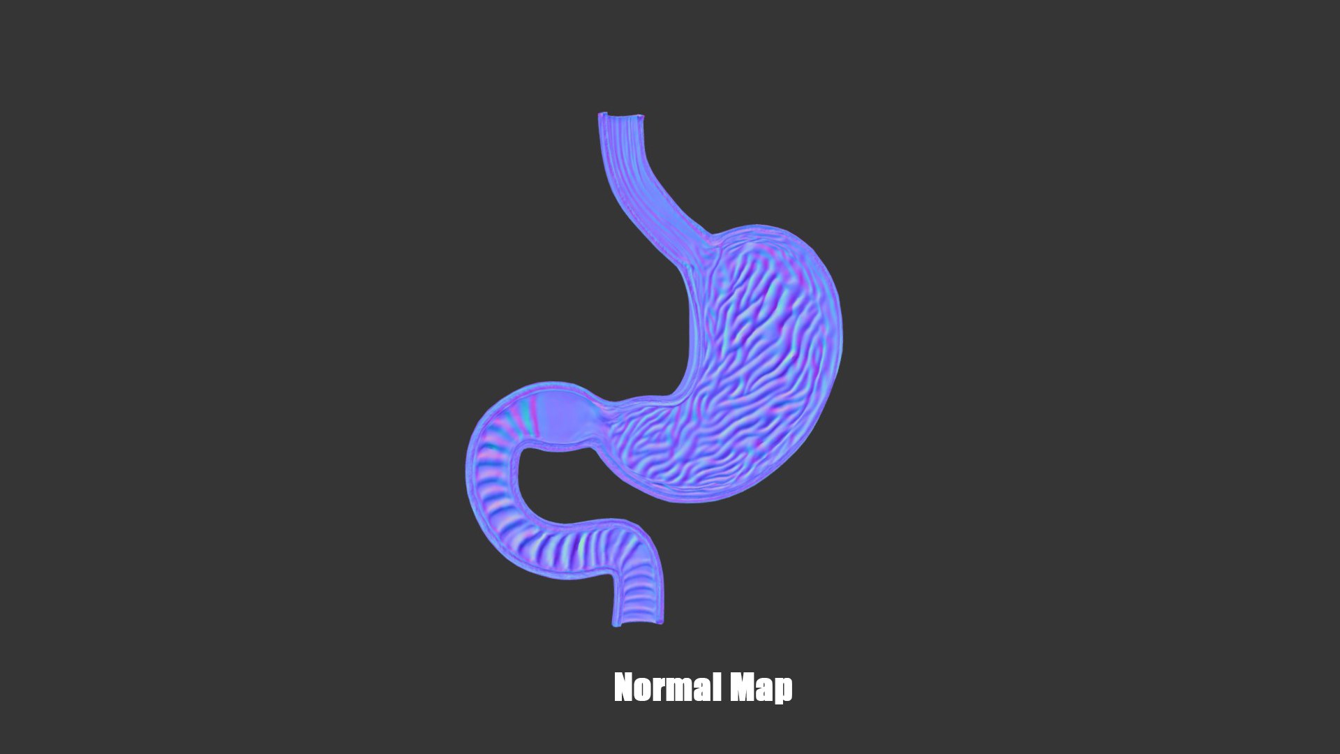 Stomach Cross Section Anatomy Model - TurboSquid 1943426