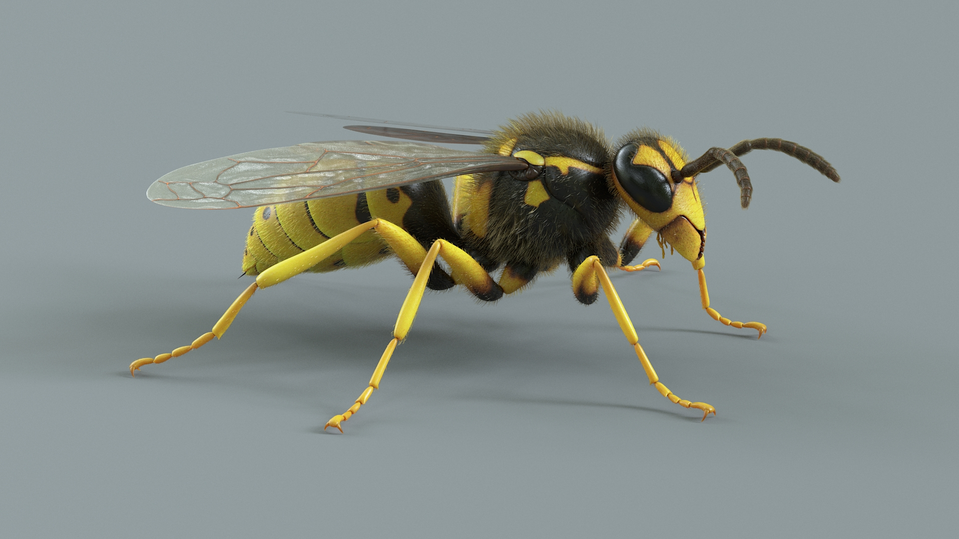 Wasp Vespula Vulgaris Rigged Xgen 3D Model - TurboSquid 2246983