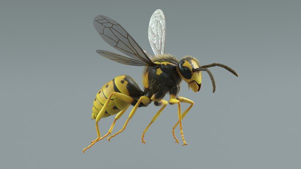 modelo 3d Avispa Vespula Vulgaris Rigged Xgen - TurboSquid 2246983