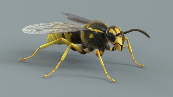 modelo 3d Avispa Vespula Vulgaris Rigged Xgen - TurboSquid 2246983