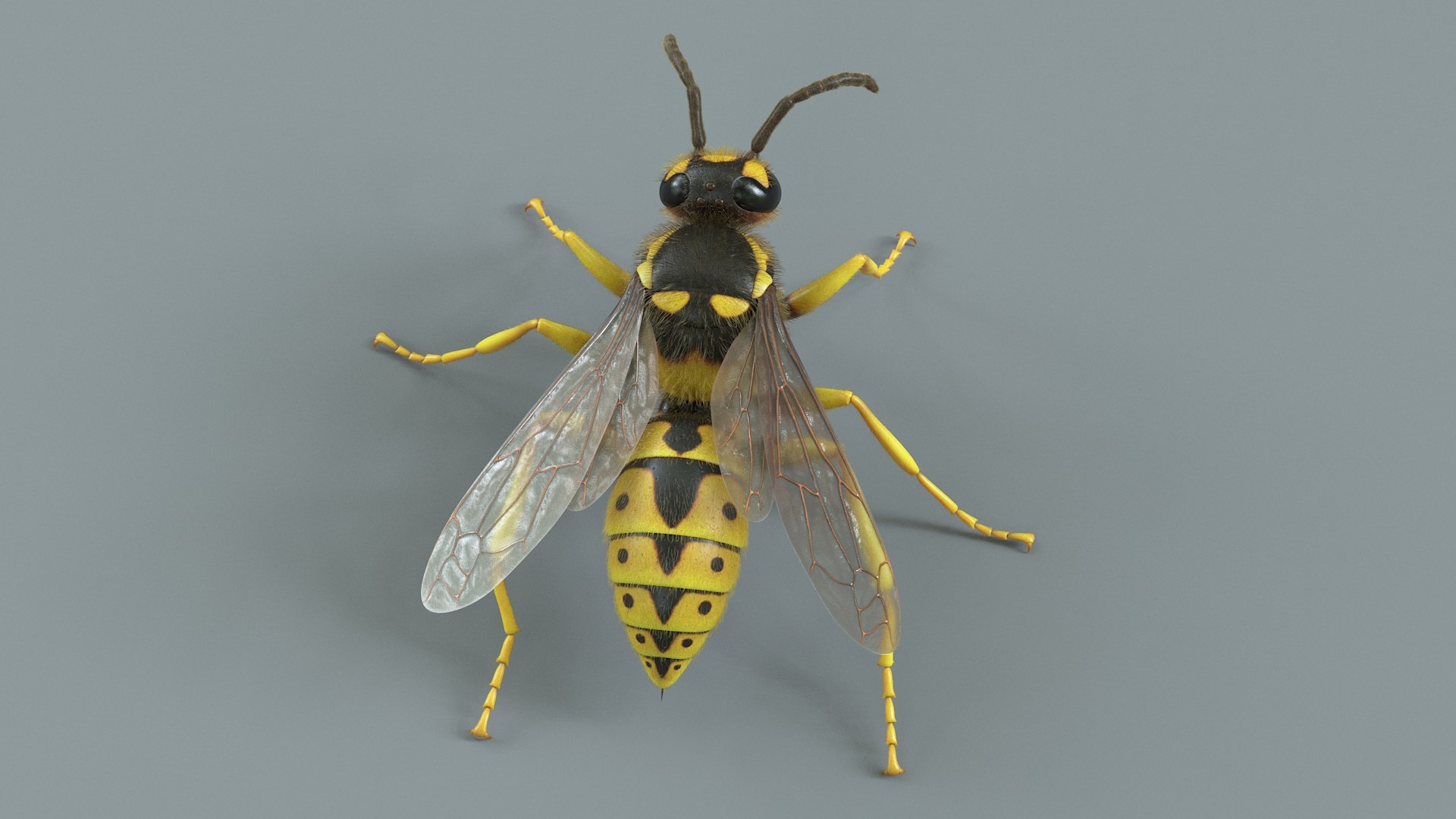 Wasp Vespula Vulgaris Rigged Xgen 3D Model - TurboSquid 2246983