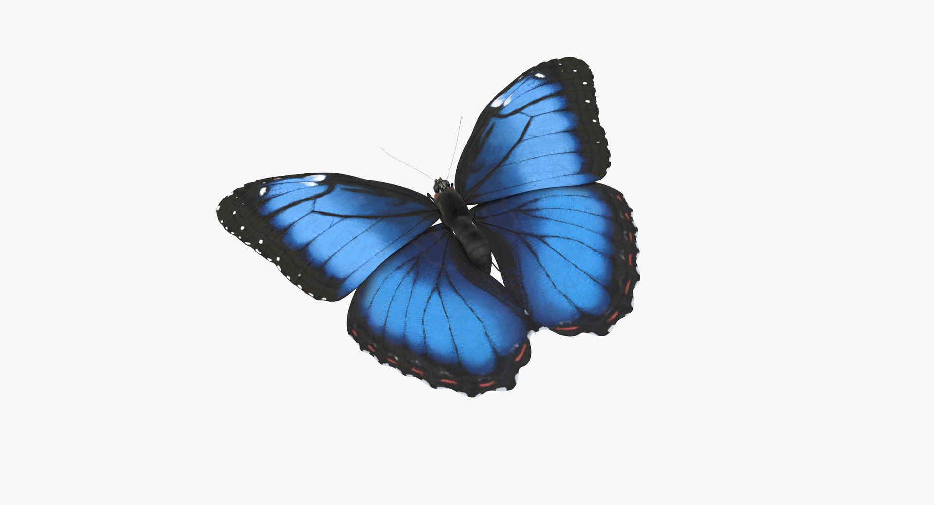 Blue Morpho Butterfly Flying 3d Model