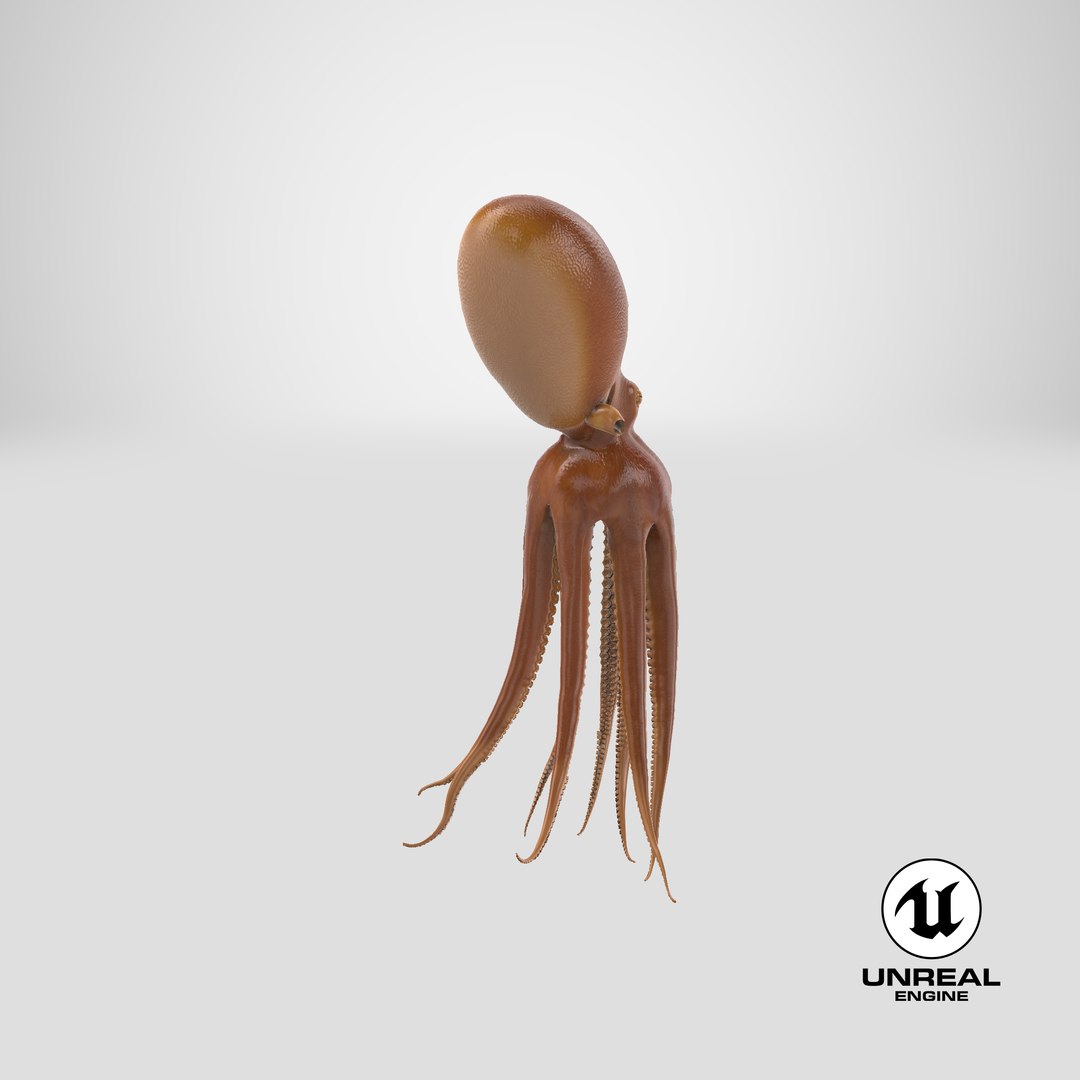 3d Model Of Common Octopus Swimming