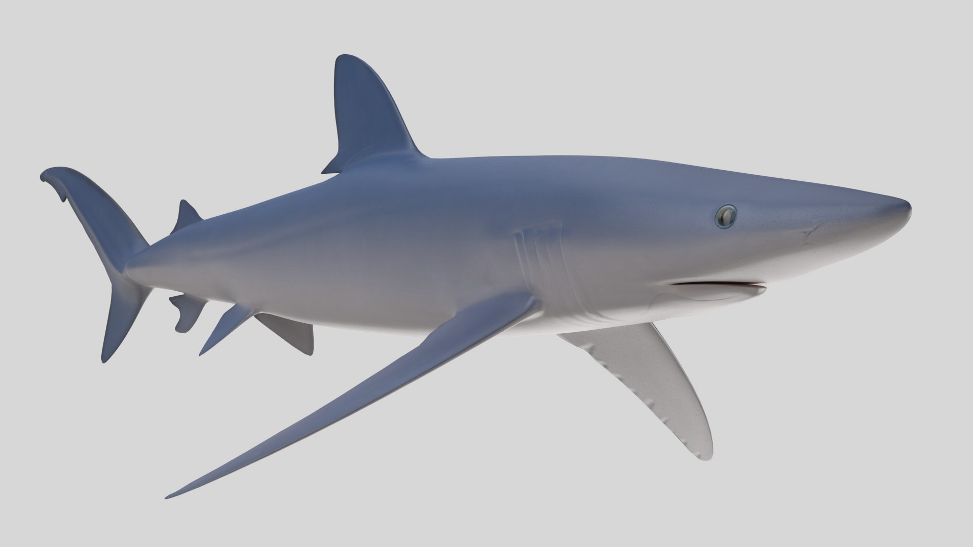 Blue Shark 3D Model - TurboSquid 1767202