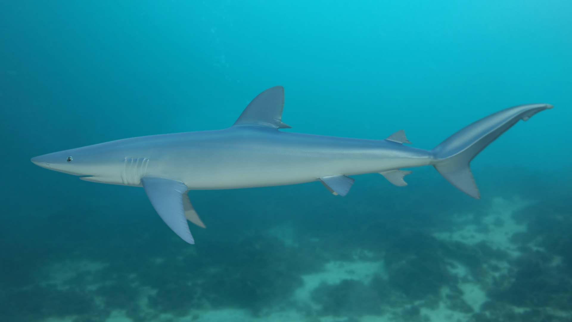 Blue Shark 3D Model - TurboSquid 1767202