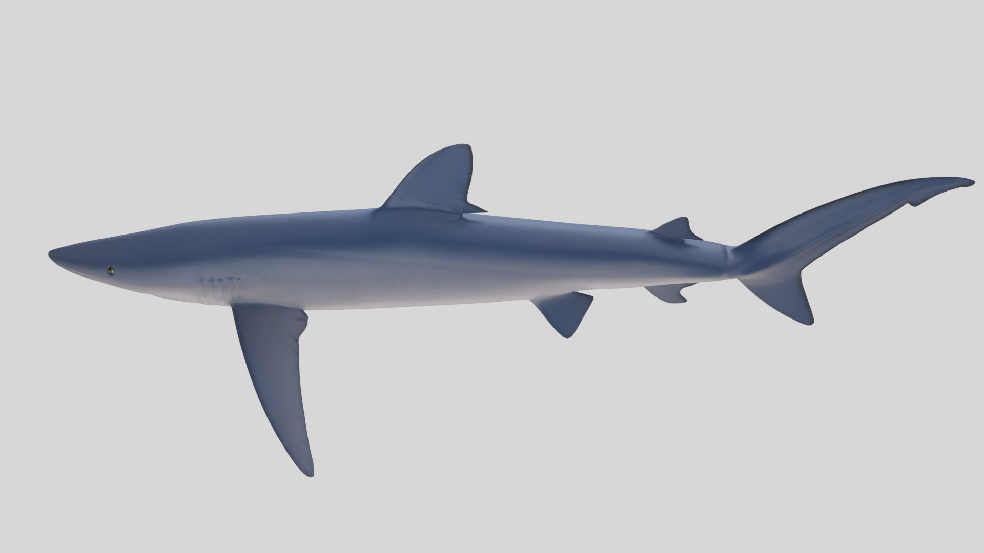Blue Shark 3D Model - TurboSquid 1767202