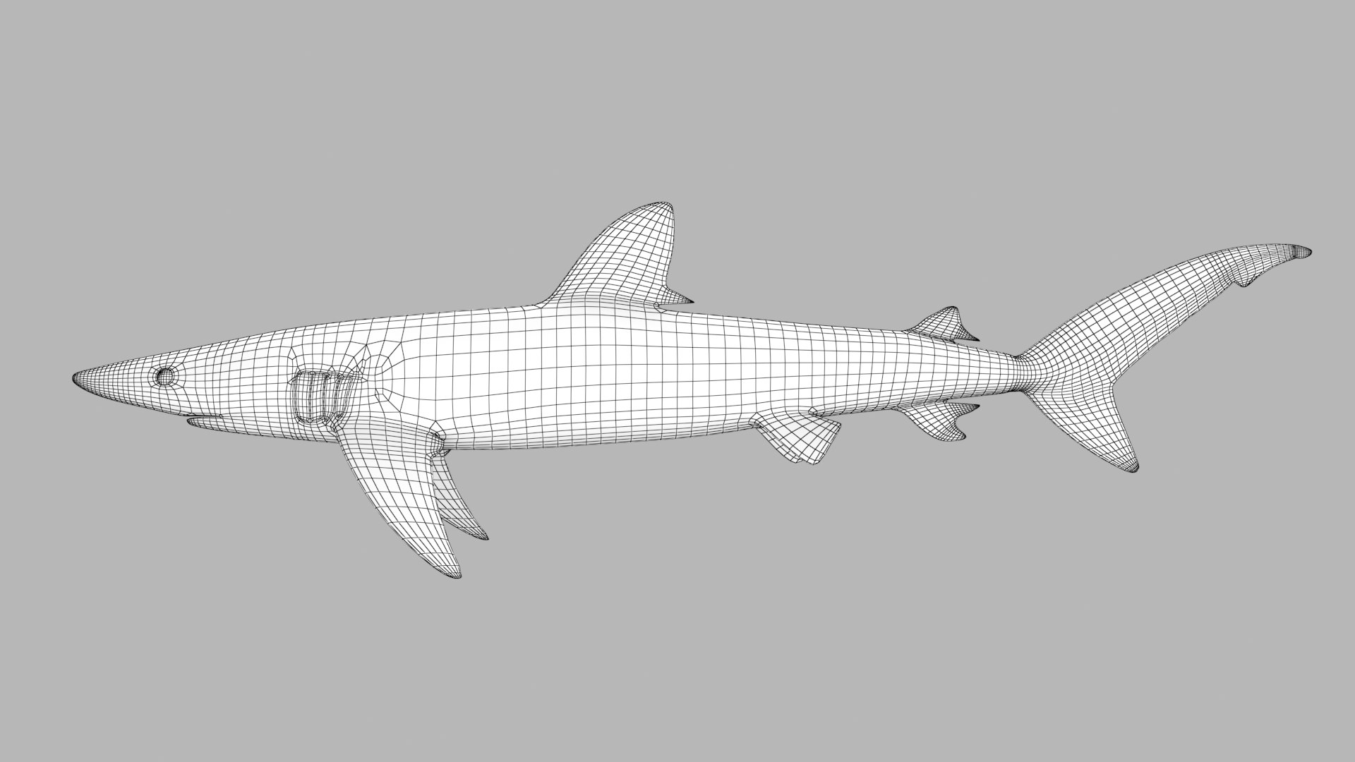 Blue Shark 3D Model - TurboSquid 1767202