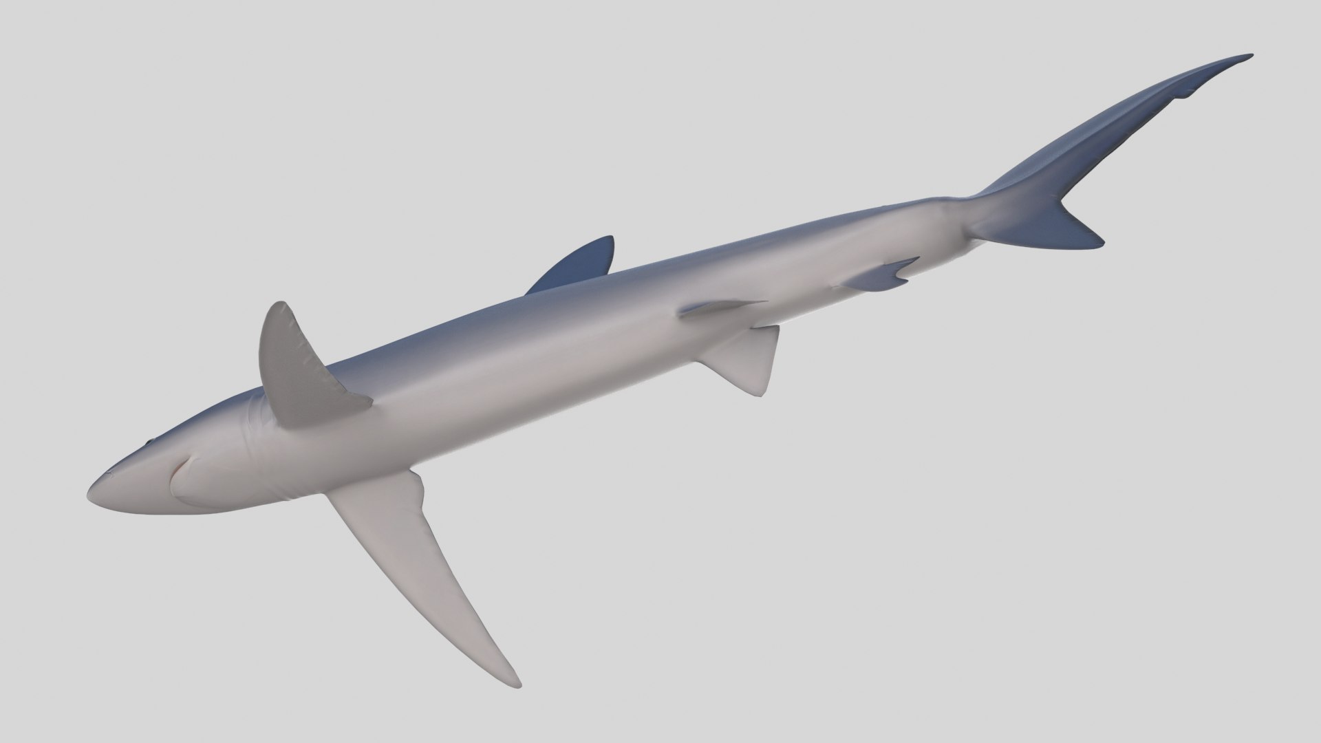 Blue Shark 3D Model - TurboSquid 1767202
