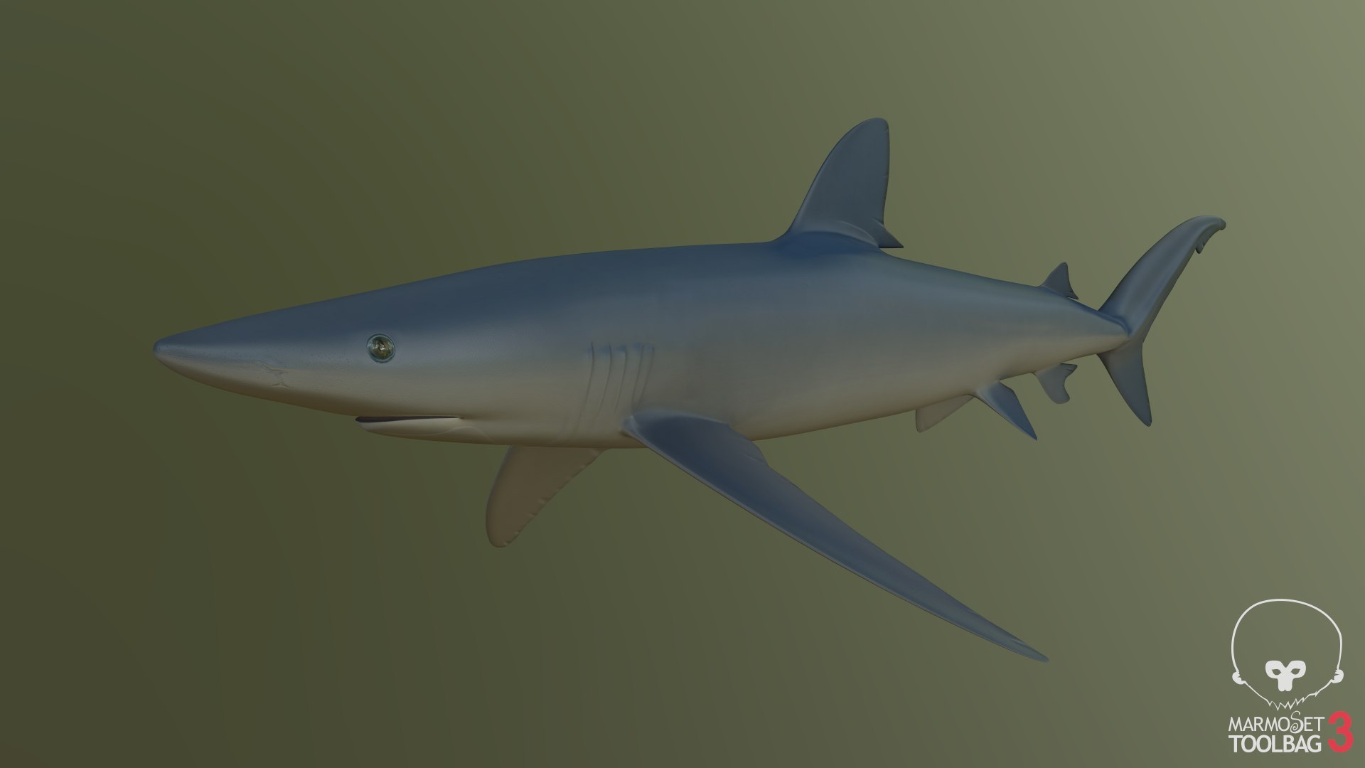 Blue Shark 3D Model - TurboSquid 1767202