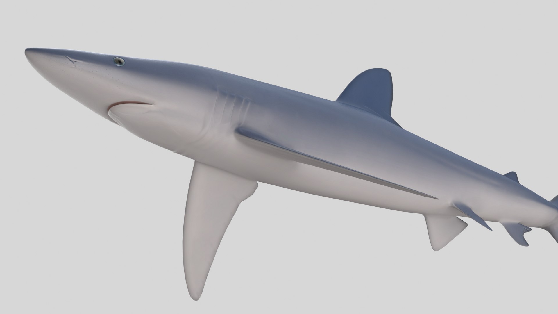 Blue Shark 3D Model - TurboSquid 1767202
