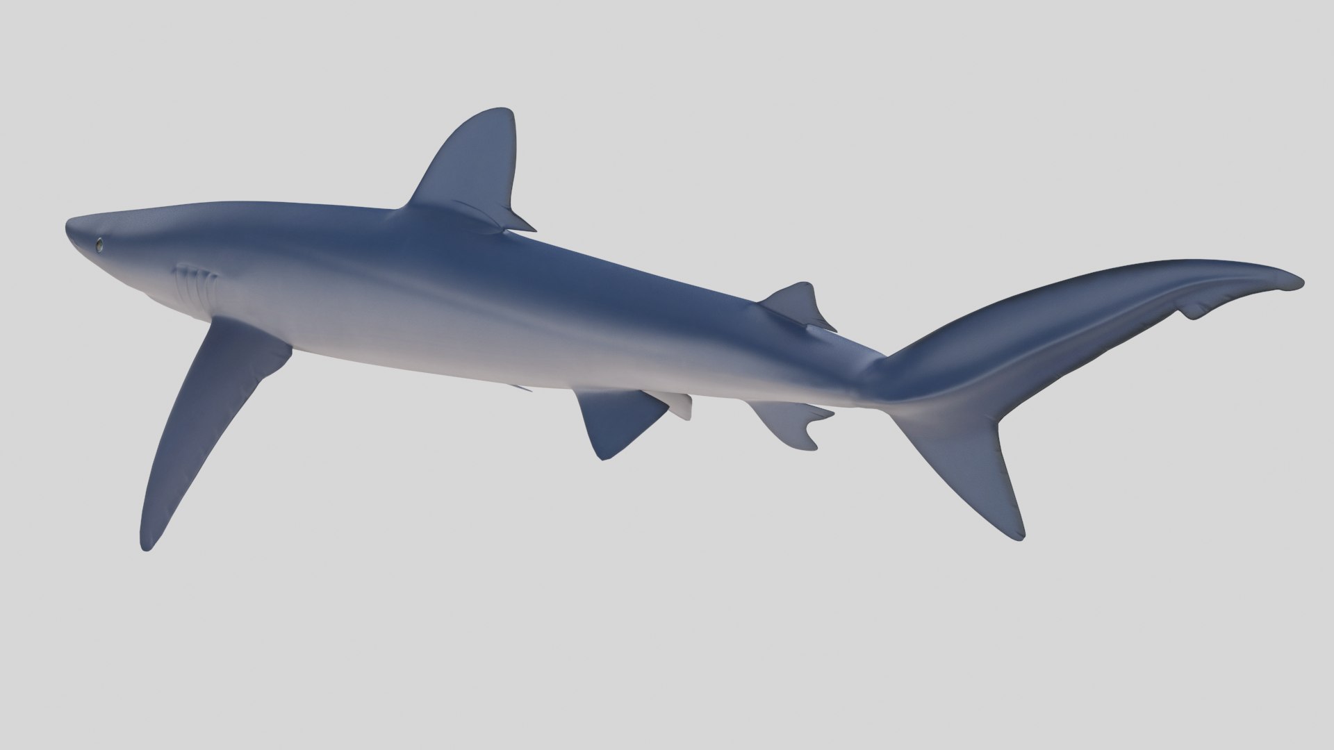 Blue Shark 3D Model - TurboSquid 1767202