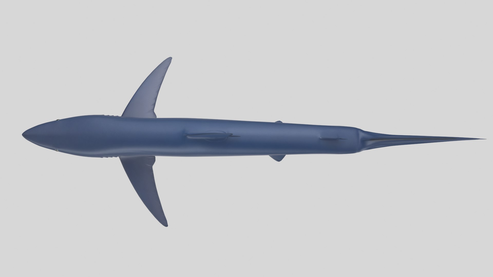 Blue Shark 3D Model - TurboSquid 1767202