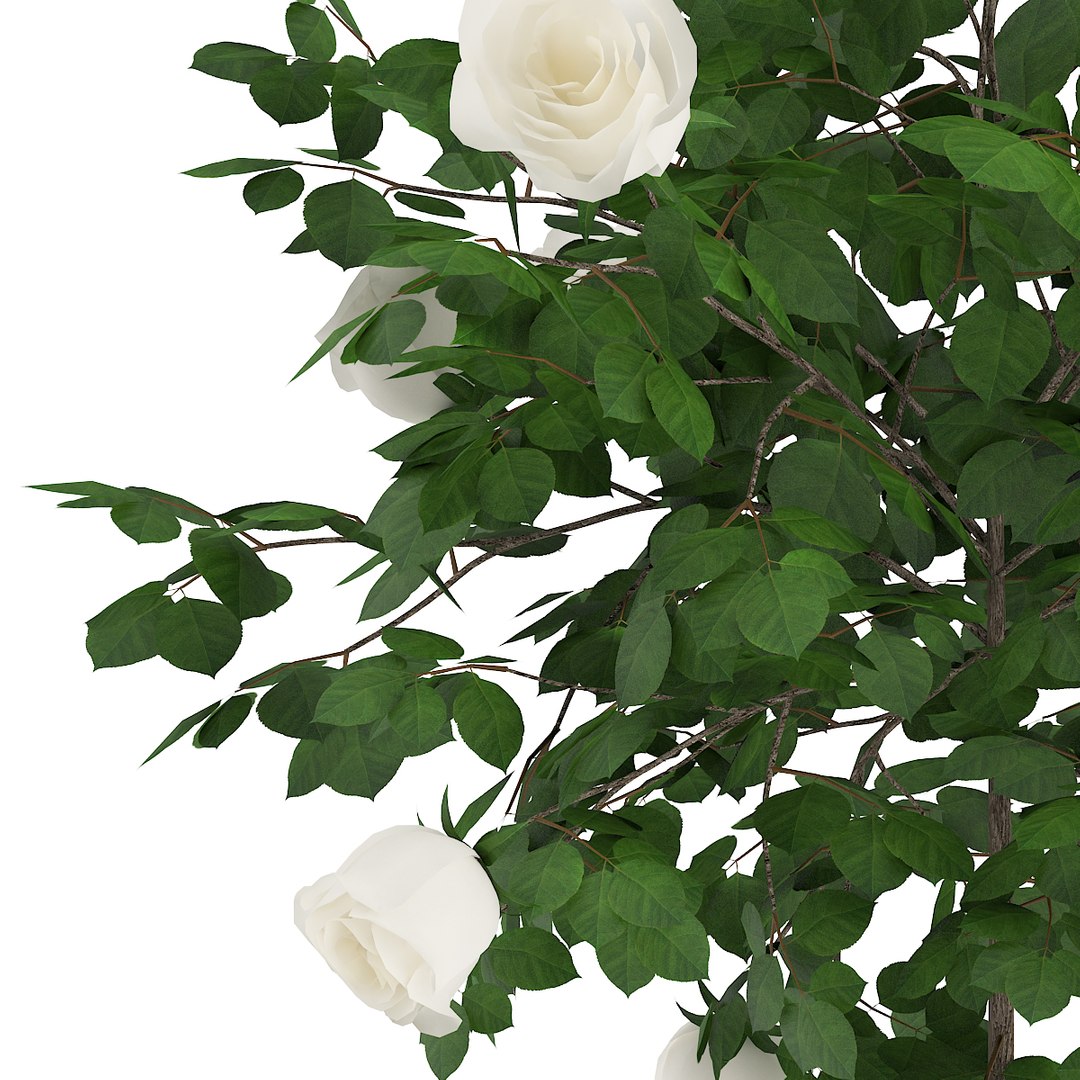 Max White Rose Tree