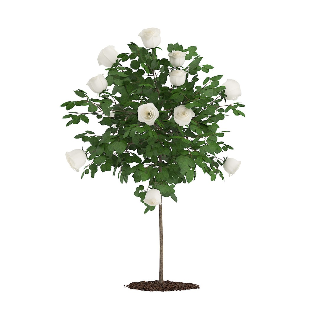 Max White Rose Tree