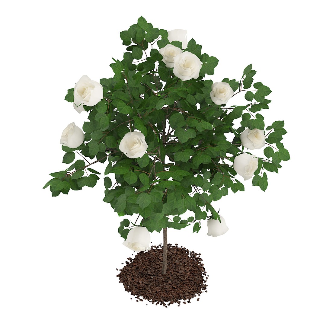 Max White Rose Tree