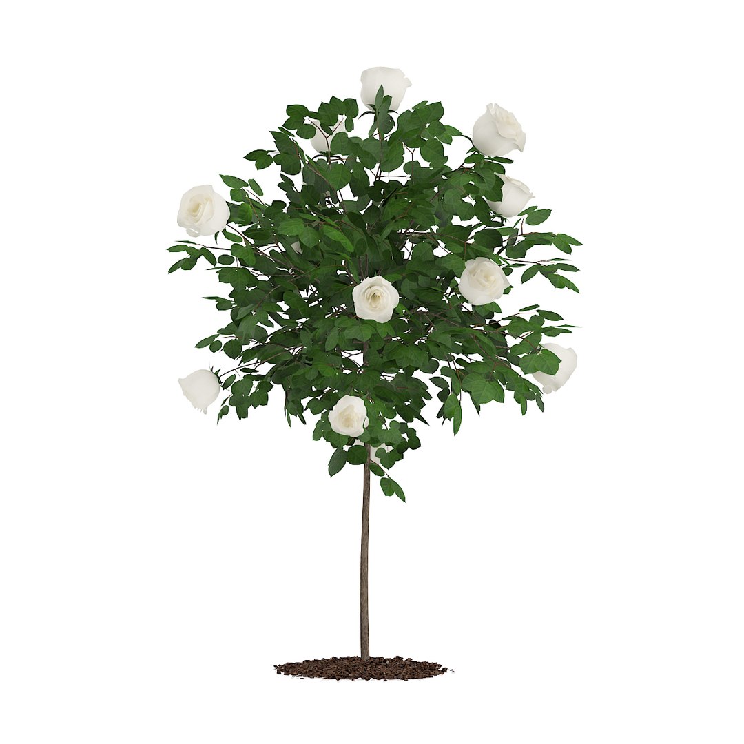 Max White Rose Tree