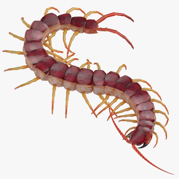 3D centipedes poses - TurboSquid 1398903