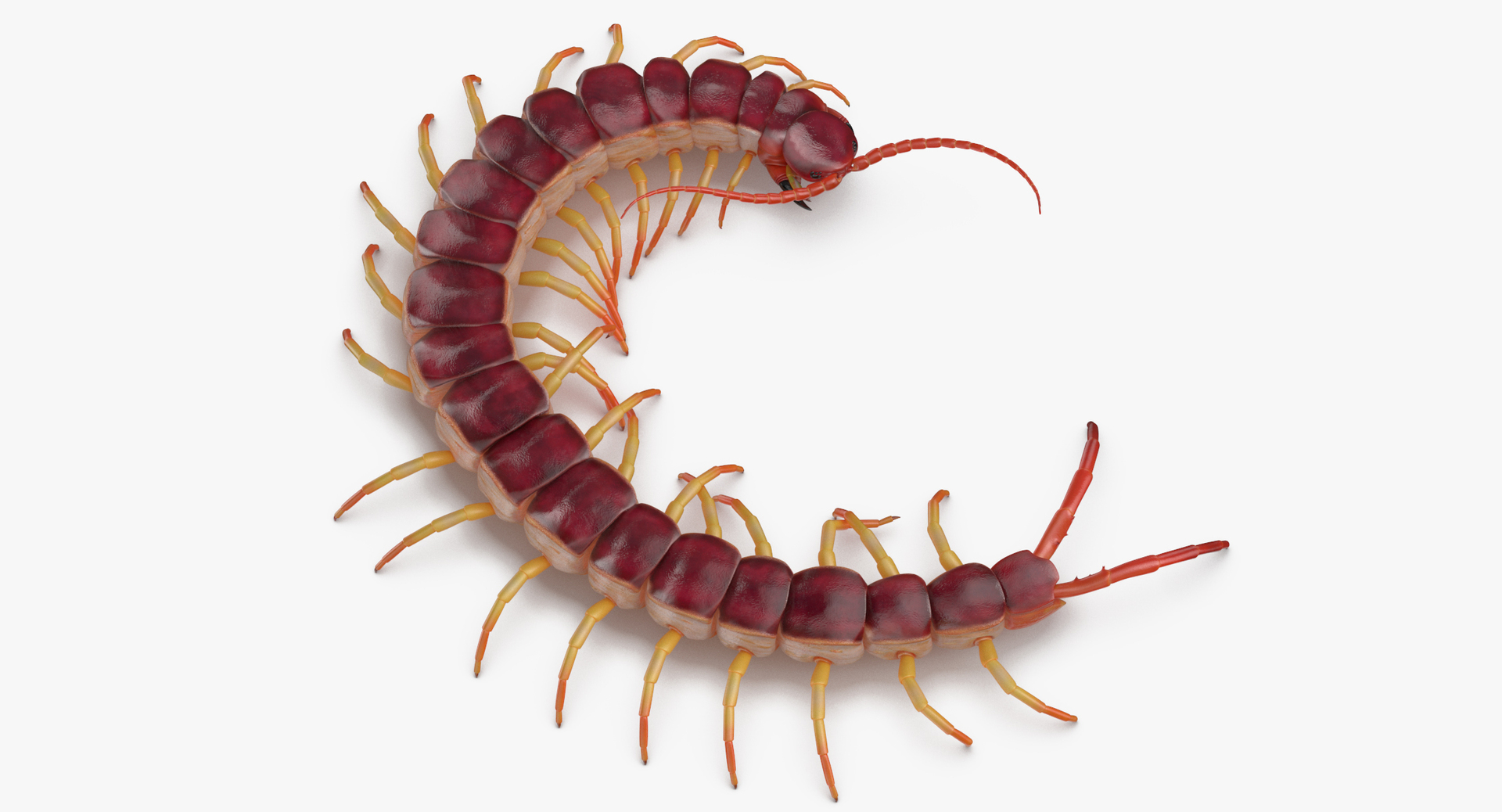3D centipedes poses - TurboSquid 1398903