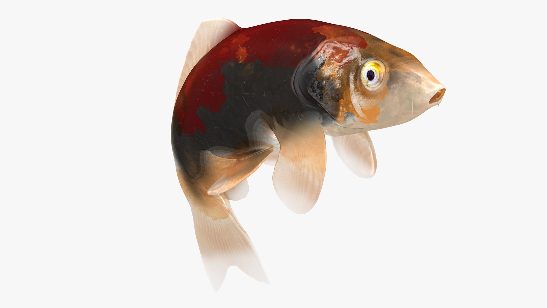 Japanese Carp Fish Rigged L1800 3D model - TurboSquid 1961240