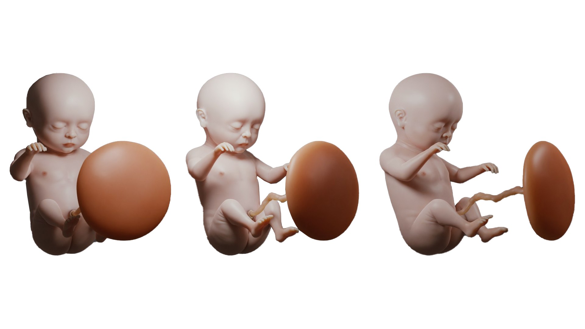 Fetal Development Stages - Human Embryonic 3D Model - TurboSquid 2036047