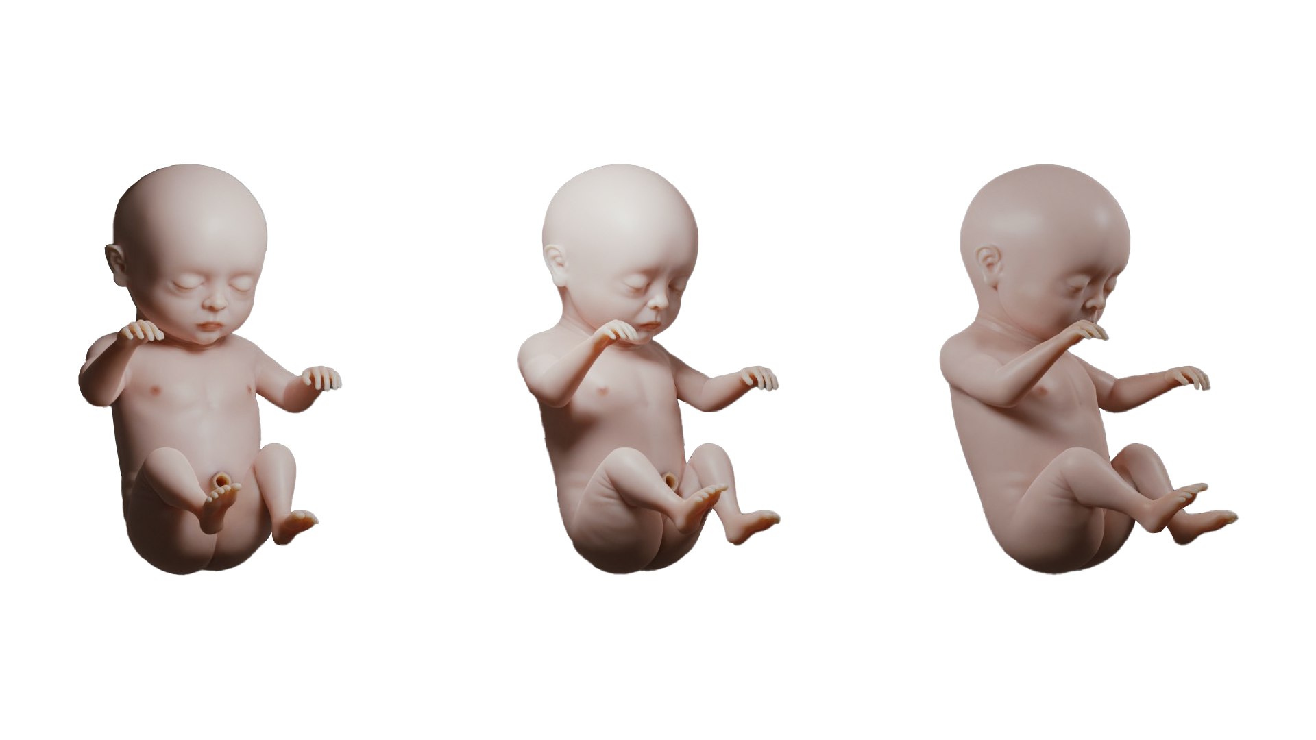 Fetal Development Stages - Human Embryonic 3D Model - TurboSquid 2036047