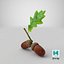 Oak Branch Acorns Model - TurboSquid 1297513
