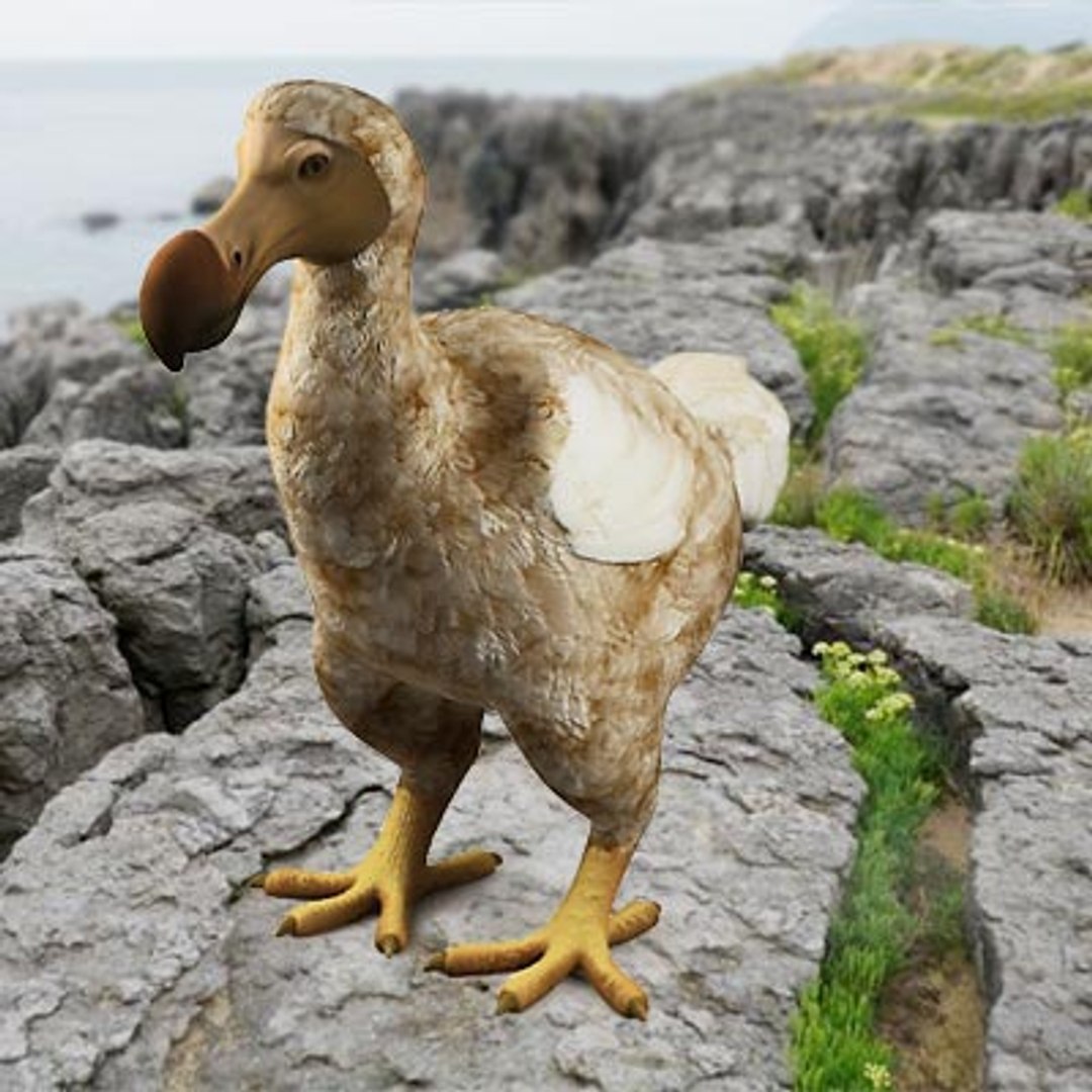3d Dodo Bird