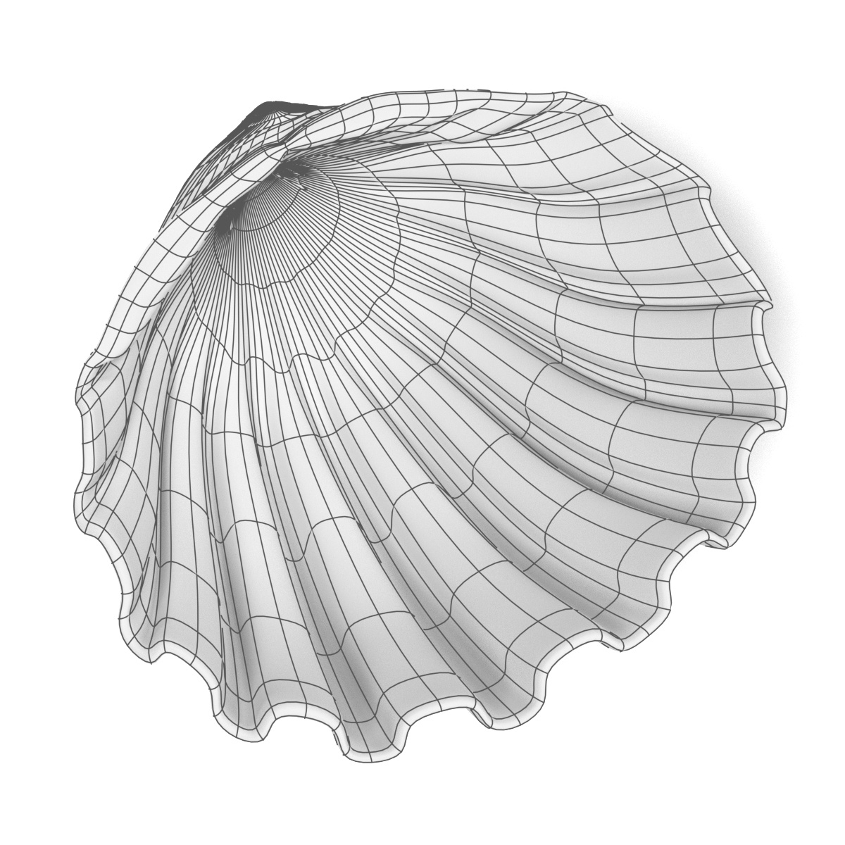 cerastoderma edule 3d 3ds